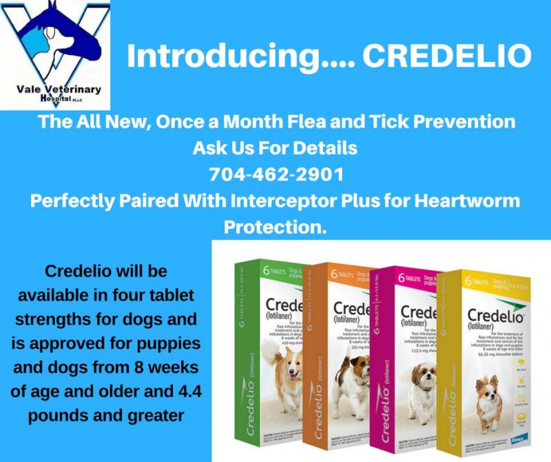 Vale Veterinary Hospital, PLLC - Home